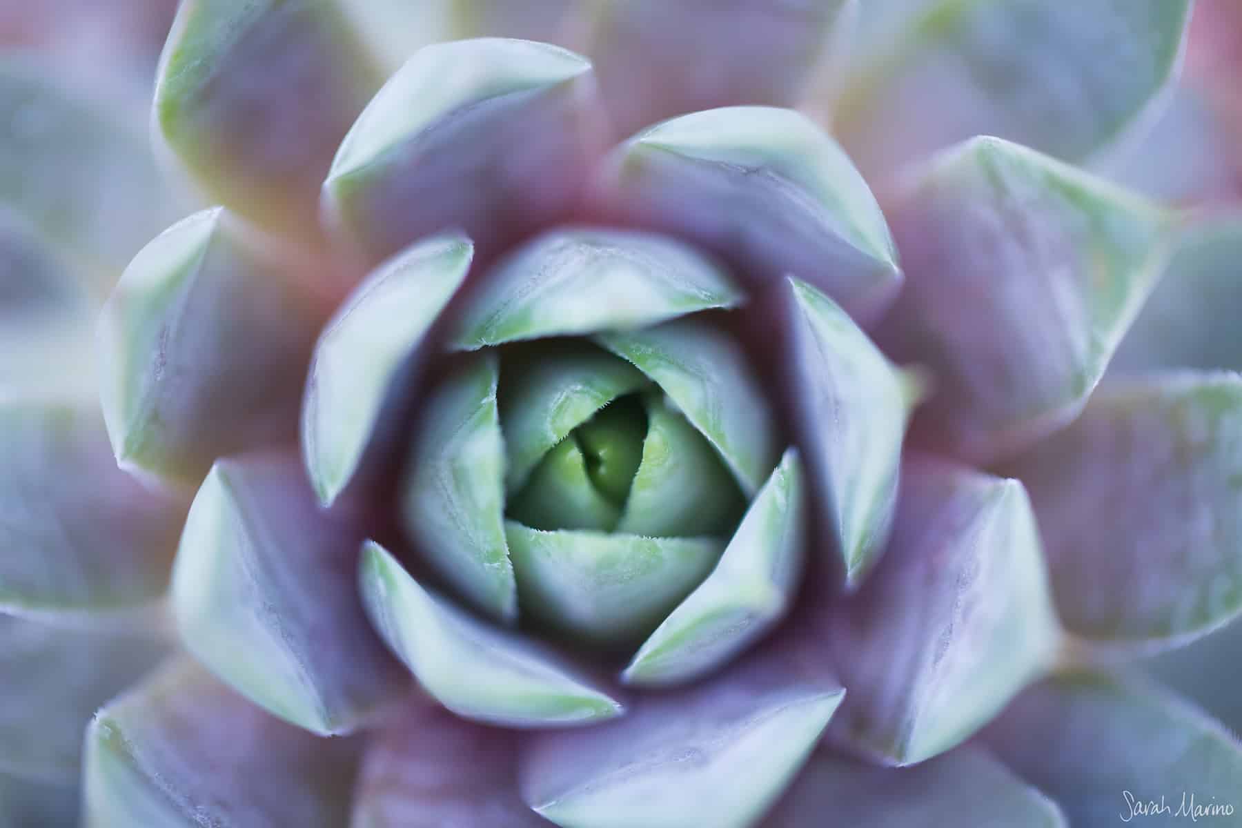 A Slice of Focus: Lessons for Photographing Plants Using Shallow Depth ...