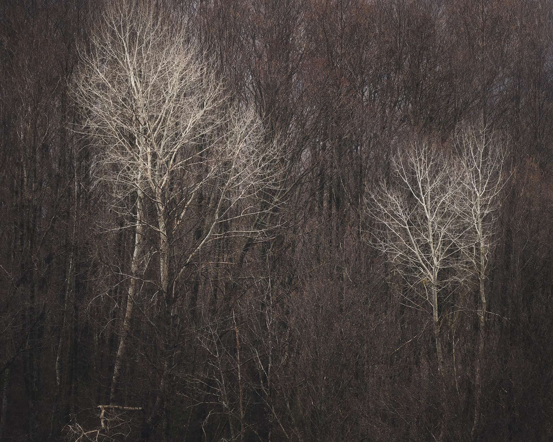 Photographing Your Dark Side - Nature Photographers Network