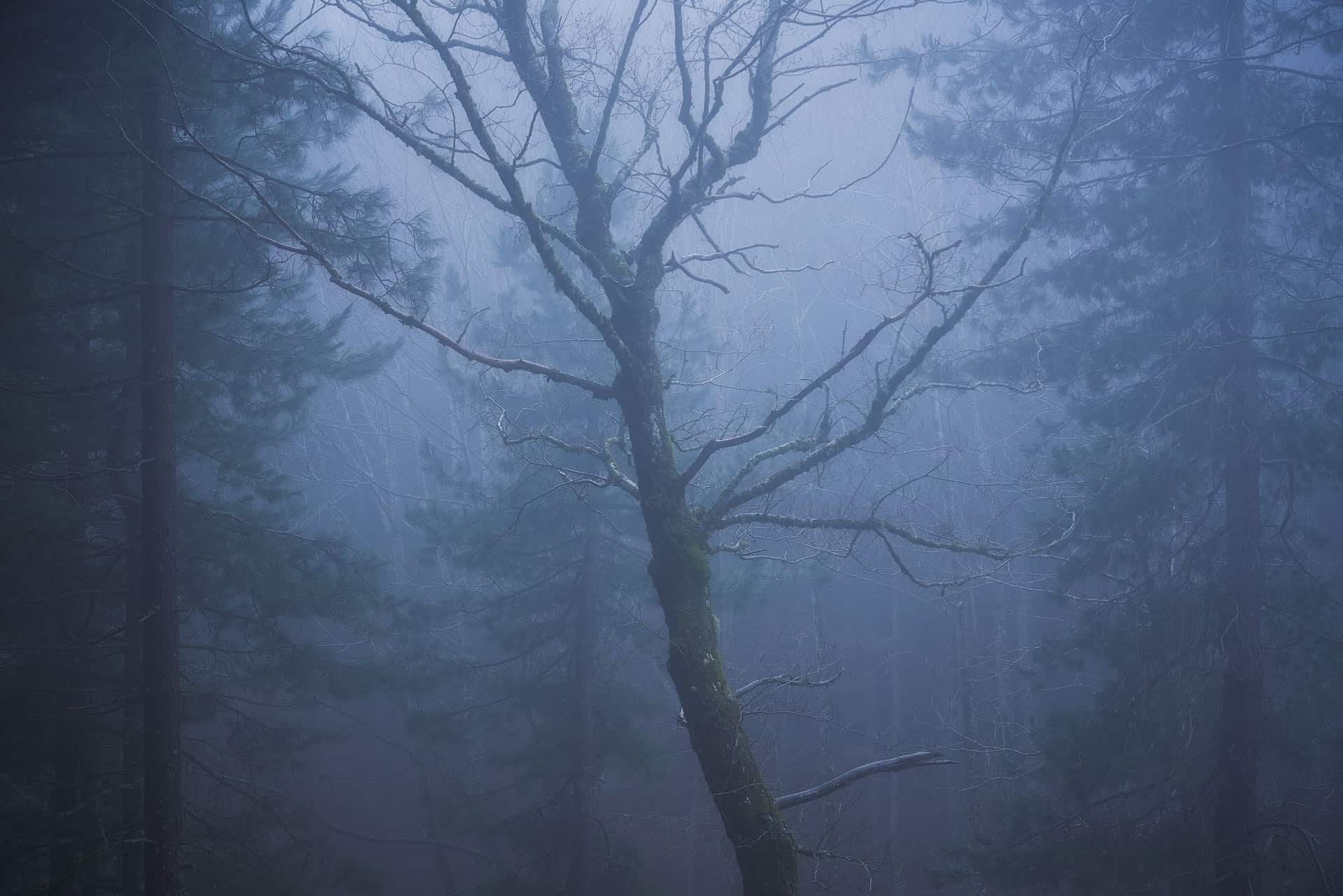 Photographing Your Dark Side - Nature Photographers Network