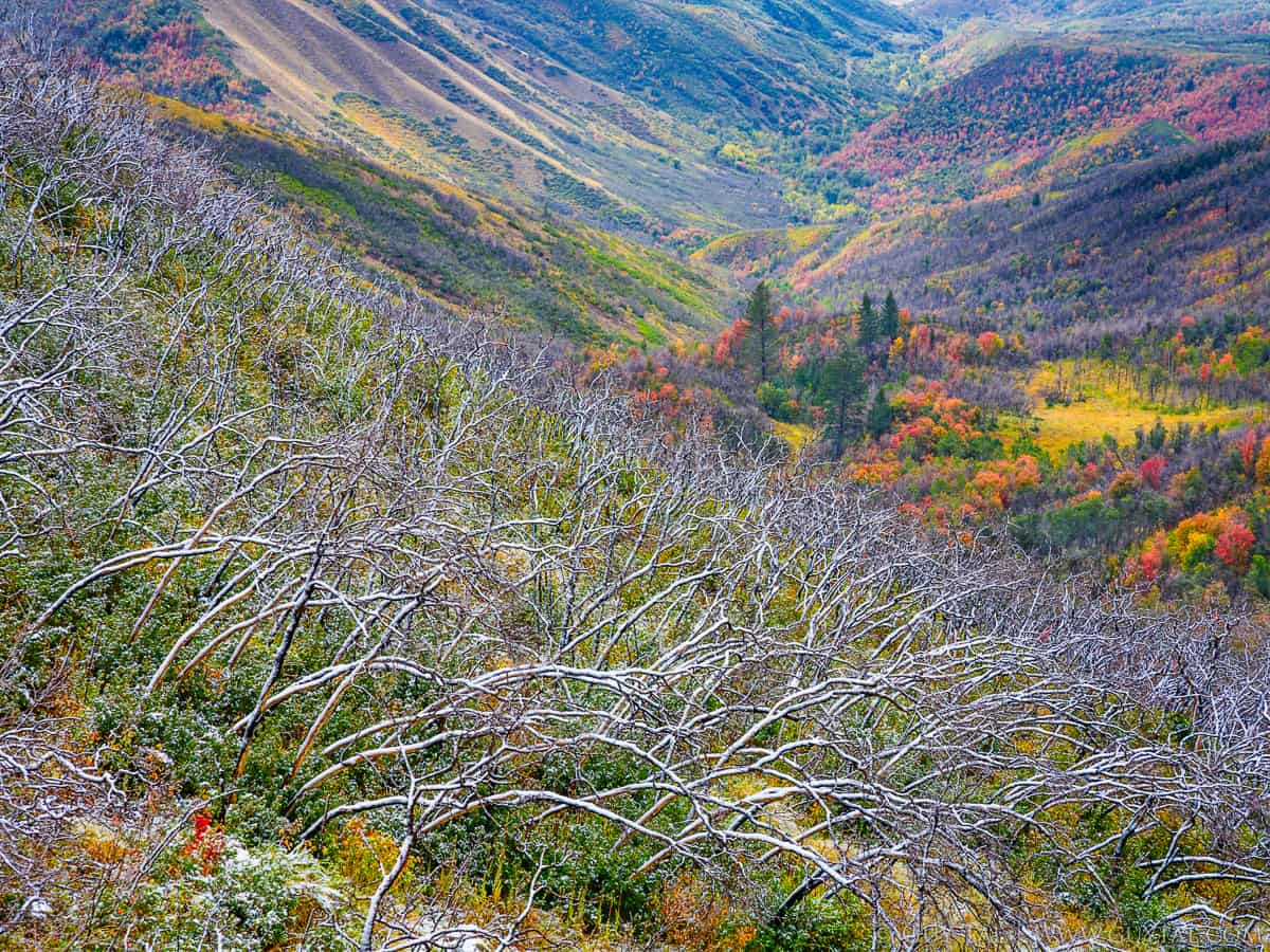 The Introvert Game - Nature Photographers Network