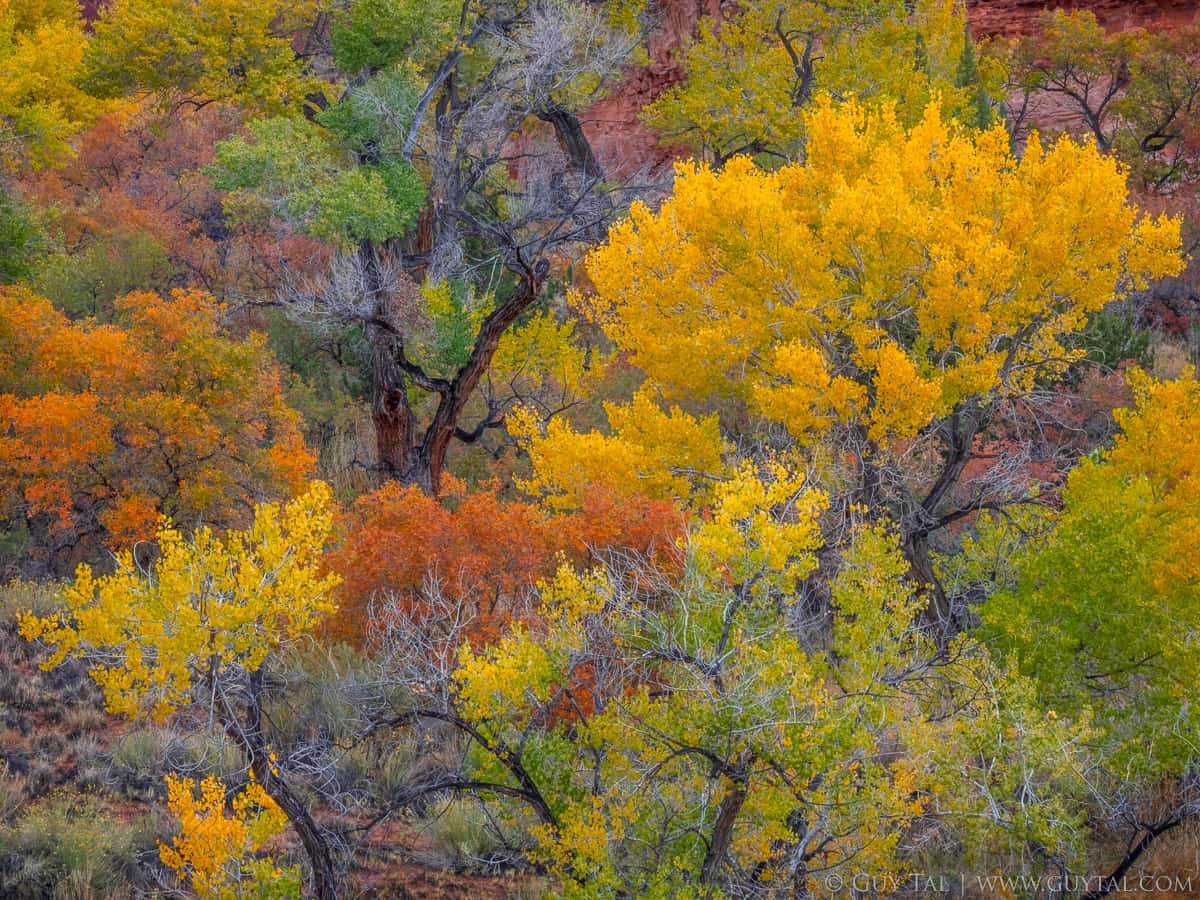 The Introvert Game - Nature Photographers Network