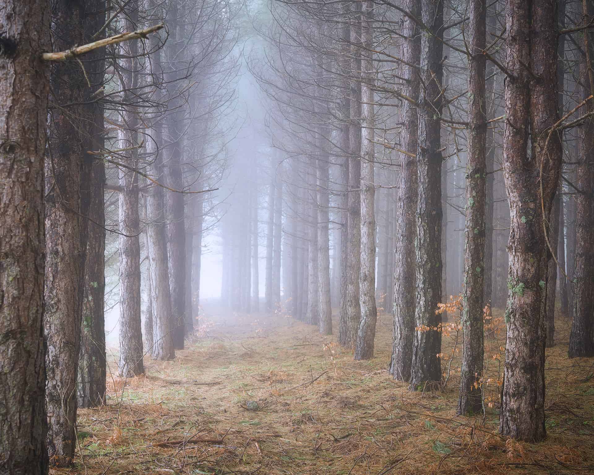 Photographing Your Dark Side - Nature Photographers Network