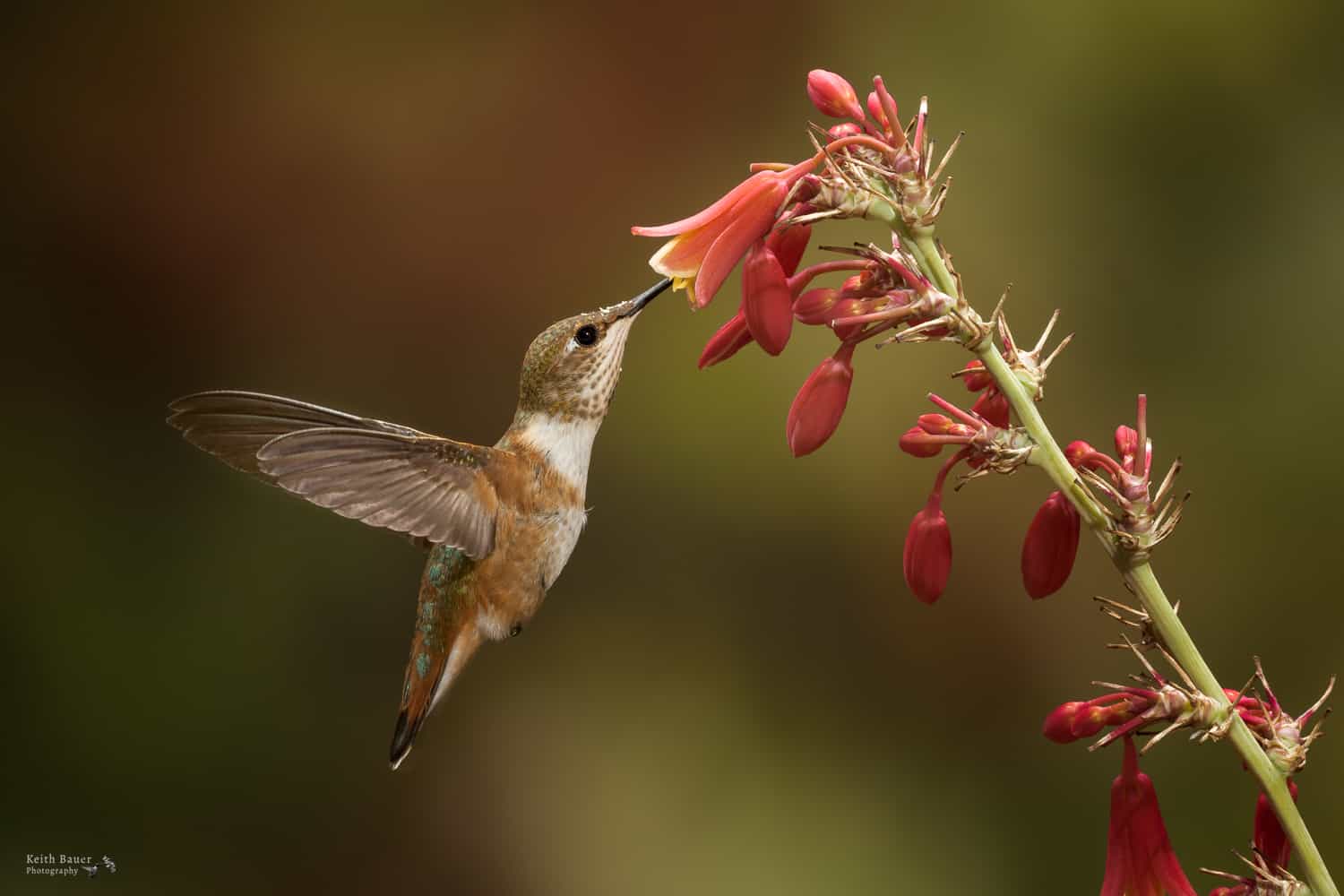 Photographing Hummingbirds - Nature Photographers Network