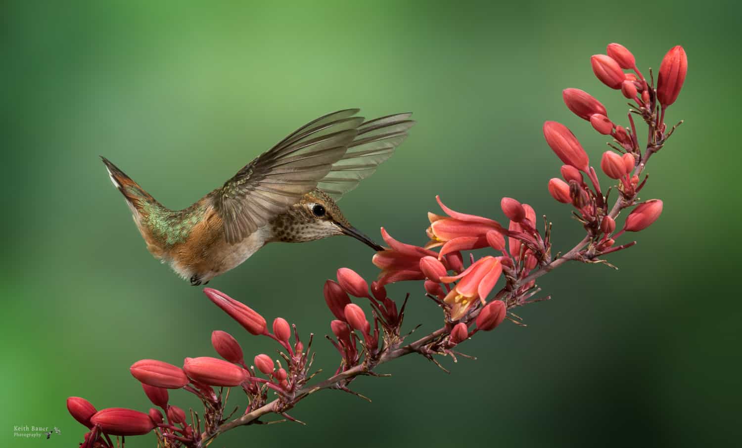 Hummingbirds Photography