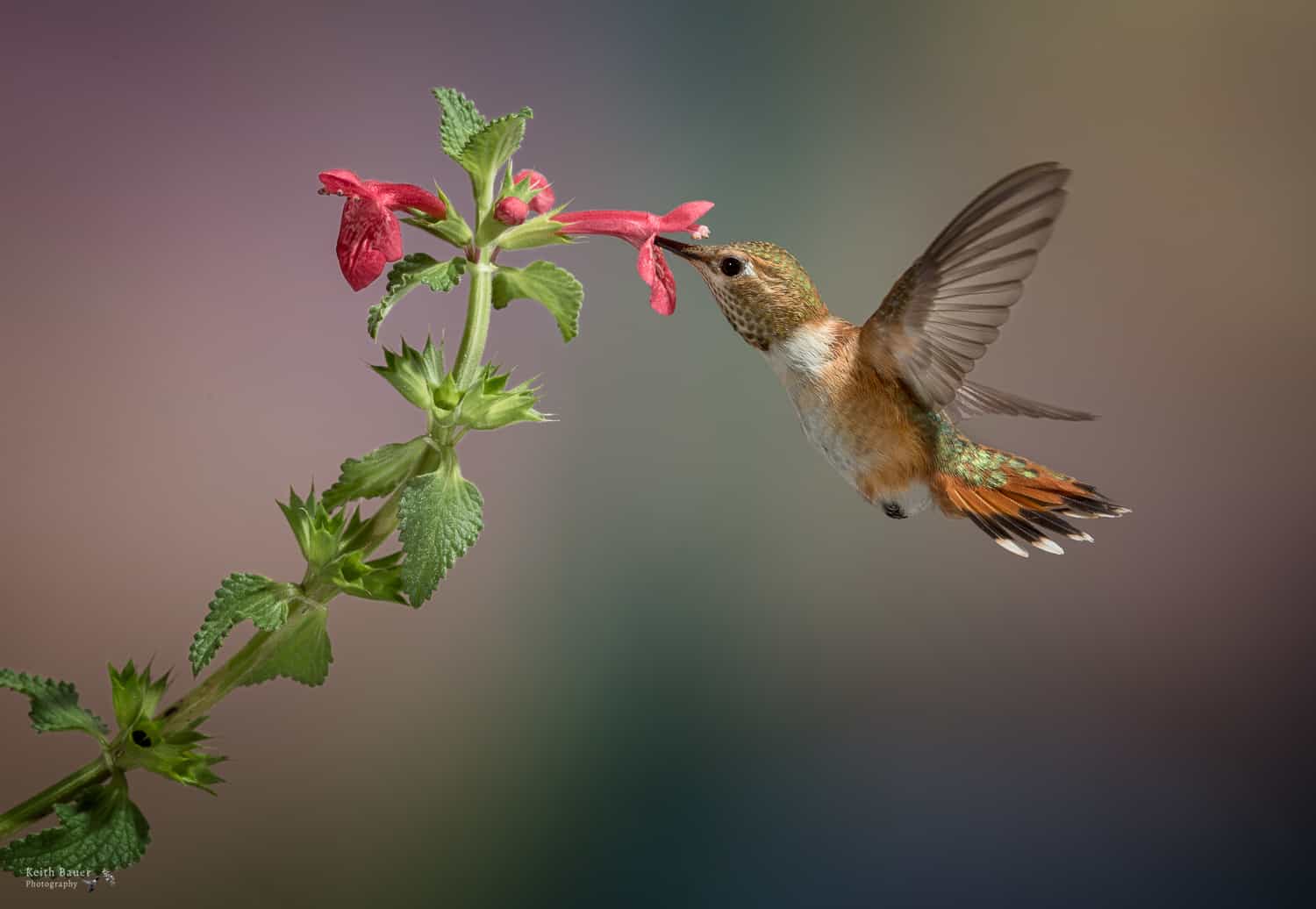 Photographing Hummingbirds - Nature Photographers Network