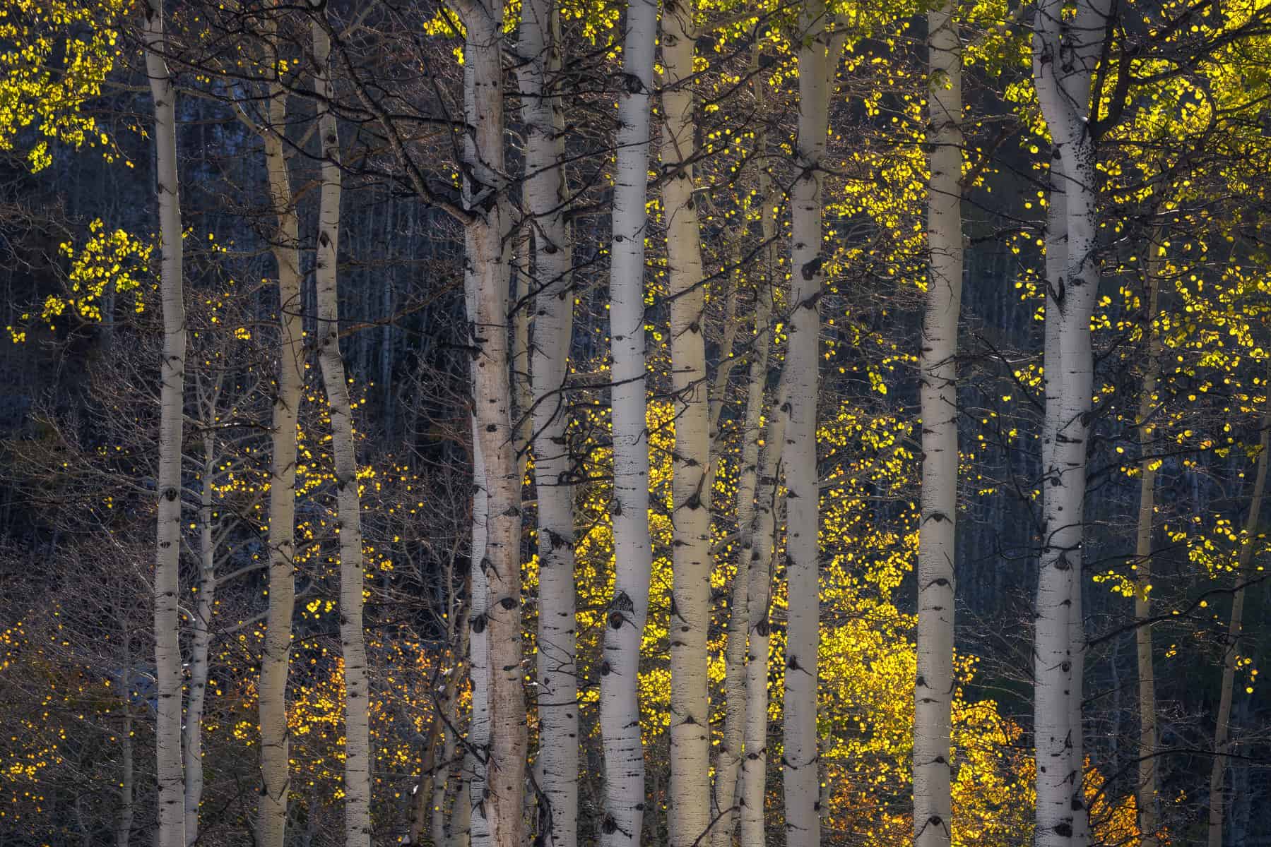 Look Again - Nature Photographers Network