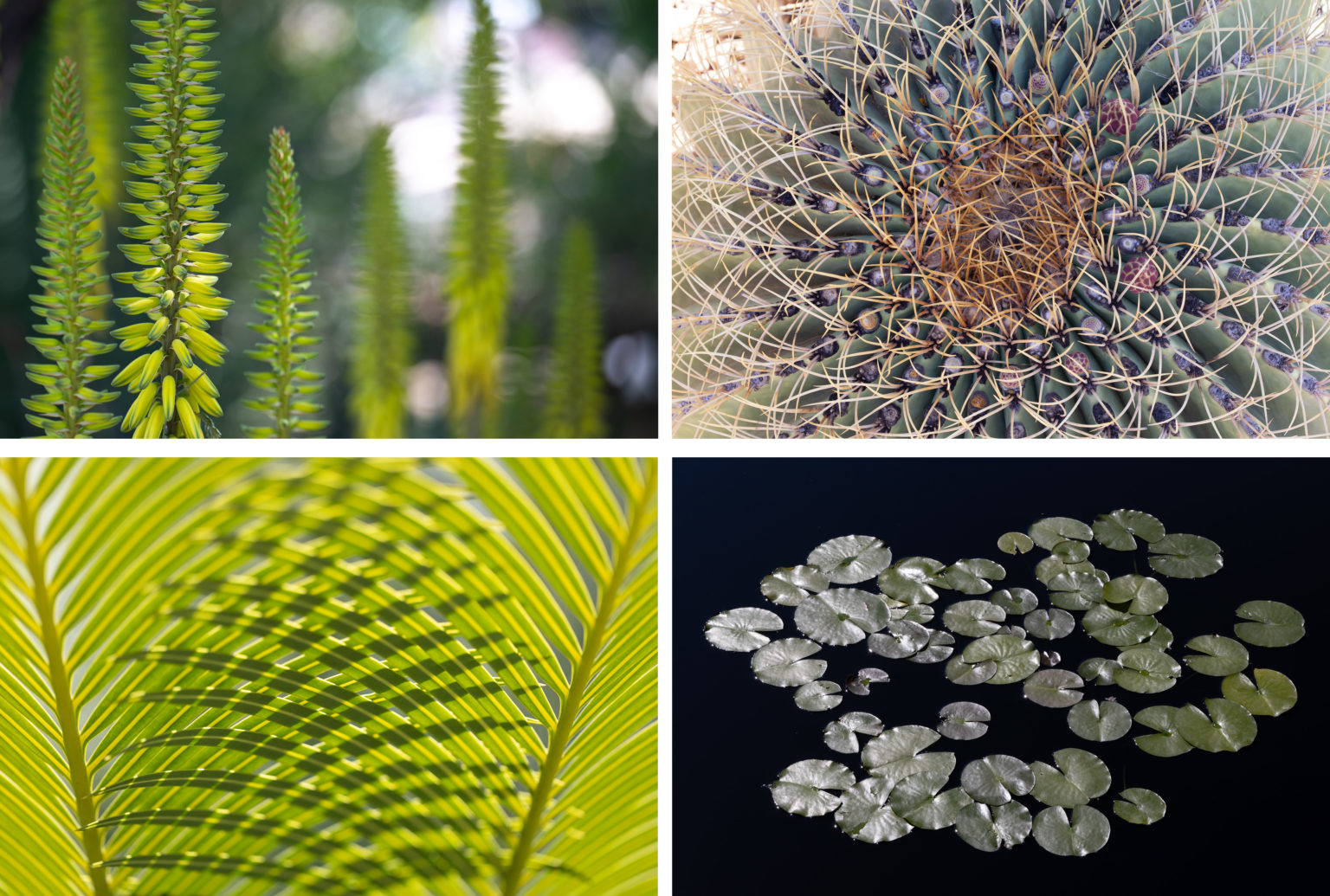 Eight Ways to Improve Your Photographs of Plants - Nature Photographers ...